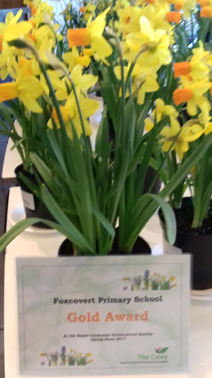 daffodils – Fox Covert Primary School